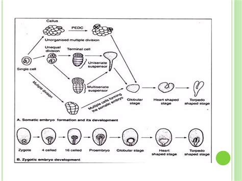 Somatic Embryogenesis In Plant Tissue Culture Pptx