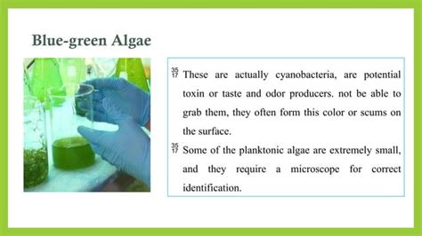 Identification And Examination Of Algae Pptx