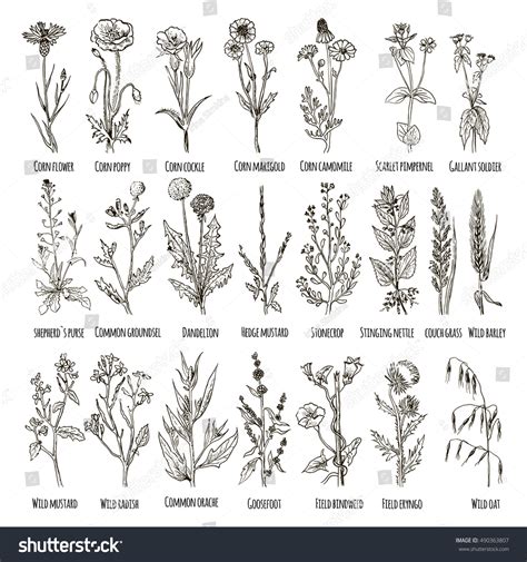 Garden Weeds Drawing