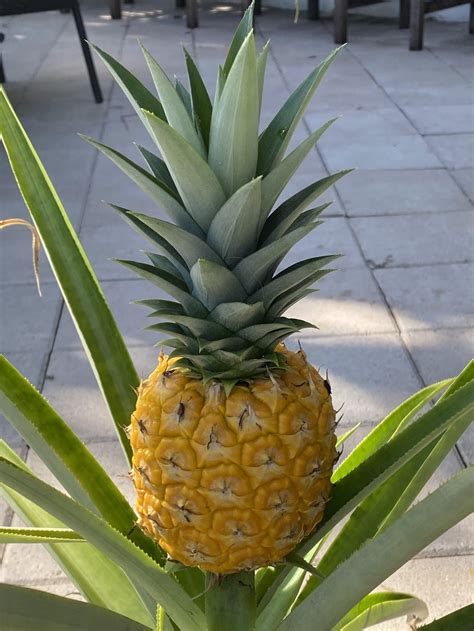 My Tiny Pineapple R Gardening
