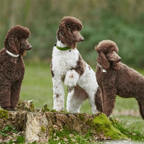 Standard Poodle Brown