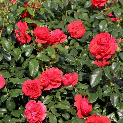 Rosa Cherry Girl Bush Rose Gardeners Dream