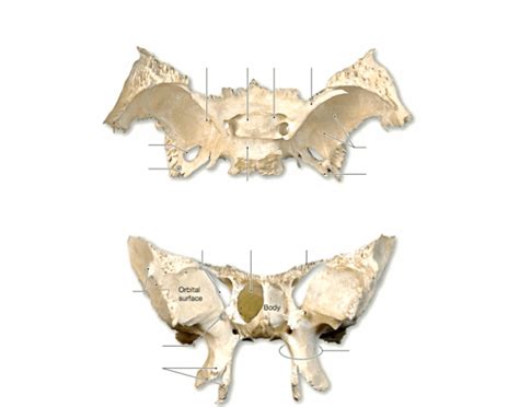 Diagram Of The Skull Sphenoid Bone Quizlet