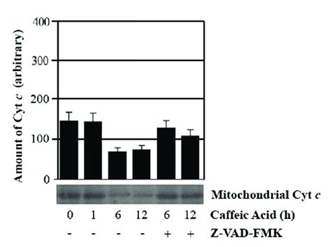 Caffeic Acid Decreased The Amount Of Mitochondrial Cyt C In A