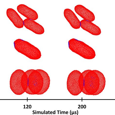 Schematic Representation Of The Platelet Aggregation Model Download