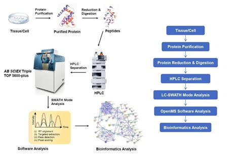 Comparison Of Five Commonly Used Quantitative Proteomics Analysis Methods By Prime Jones Medium