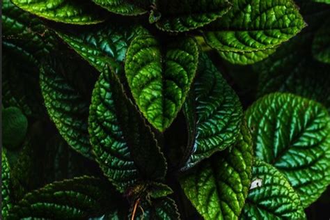 Neet Botany Syllabus Icbio Pu College