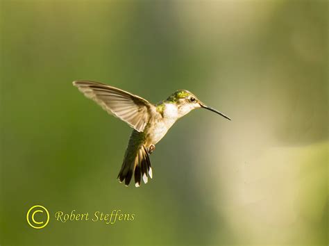 Ruby Throated Hummingbird Birdforum