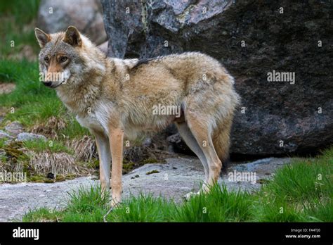 Eurasian Wolf Size