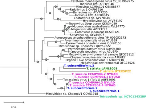 Unrooted Phylogenetic Tree Of Major Capsid Proteins Mcp Proteins