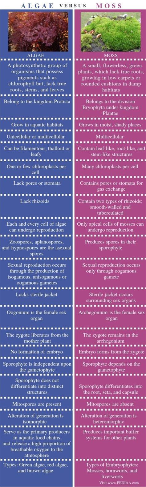 Algae Vs Moss Whats The Difference