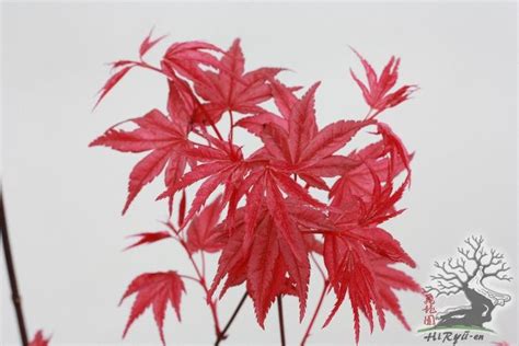 Acer Palmatum Deshojo Hiryuen