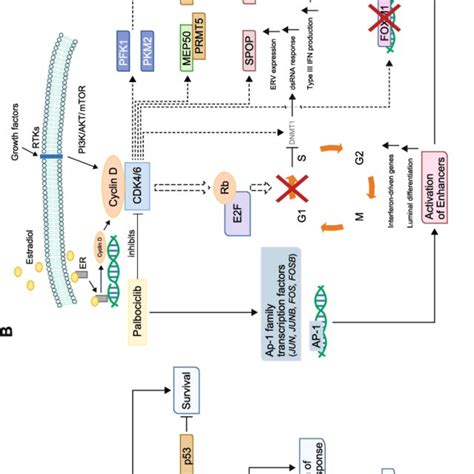 Hiroji Iwata Aichi Cancer Center Nagoya Breast Oncology