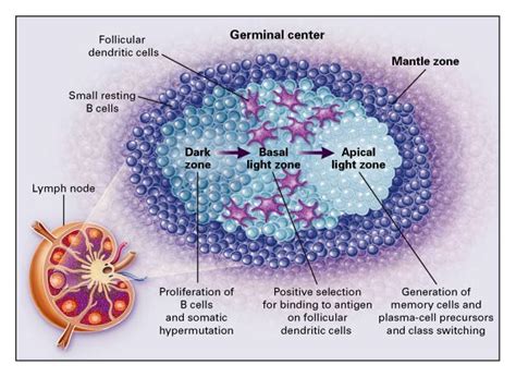The Immune System New England Journal Of Medicine