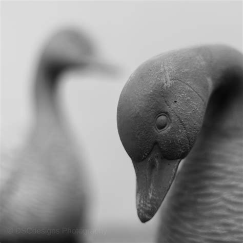 Mastering The Exposure Triangle A Deep Dive Into Aperture Dscdesigns