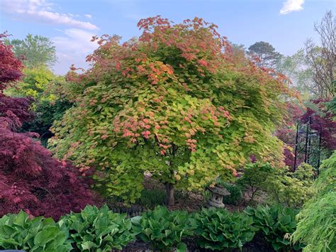 Buy Acer Shirasawanum Moonrise™ Full Moon Japanese Maple Mr Maple