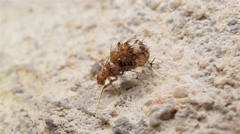 The Muscles That Power A Female Insects Penislike Organ The New York