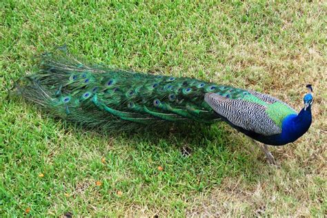 Peacocks City Of Lakeway Tx Official Website