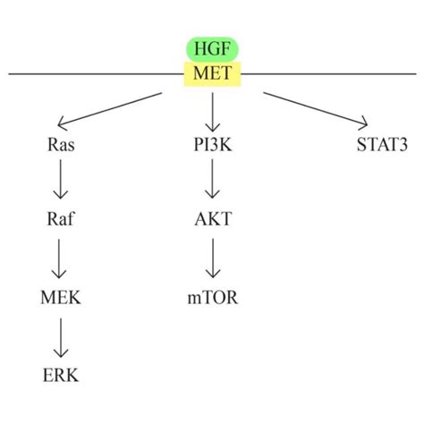 Mapkerk Pathway C The Pi3kaktmtor Signaling Pathway Includes