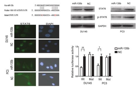Stat6 Is A Direct Target Gene Of Mir 135b A Schematic Description Of