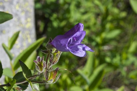 Shrubby Penstemon Penstemon Fructicosus Photographed In T Flickr