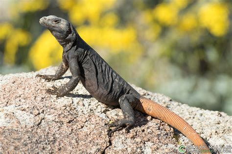 Arizona Herping Carrot Tailed Chuckwallas In Phoenix