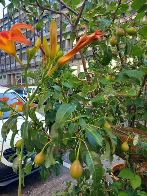 Biopop Sérac De Chèvre Tomme De Chèvre Frais Facebook