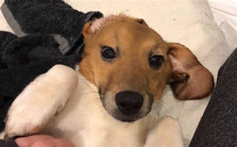 ‘blood On Your Hands Police Return Rescued Puppies To Animal Testing