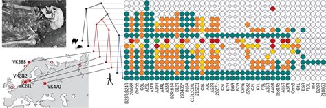 Smallpox Virus Genome Structure