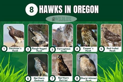 8 Species Of Hawks In Oregon With Pictures Wildlife Informer