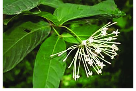 Ixora Brachypoda Twig With Flower Download Scientific Diagram