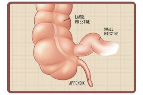 How Much Does An Appendix Weigh Detailed Guide Measuringly