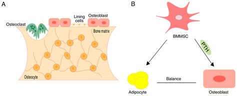 Representation Of Bone Structure And Differentiation Of Bmmscs A Download Scientific Diagram