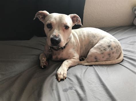 Half Pitbull Half Chihuahua Rpics