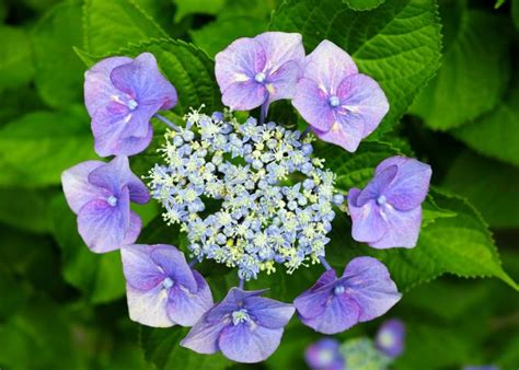 Hydrangea Varieties For Every Garden