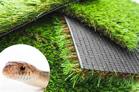 8 Corn Snake Substrate Ideas The Critter Hideout