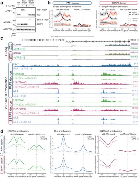 Paf1 And Ssrp1 Are Required For The Activity Of Mll Af4 Bound And