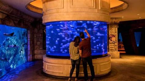 Las Vegas Shark Reef Aquarium Entry Ticket At Mandalay Bay Getyourguide