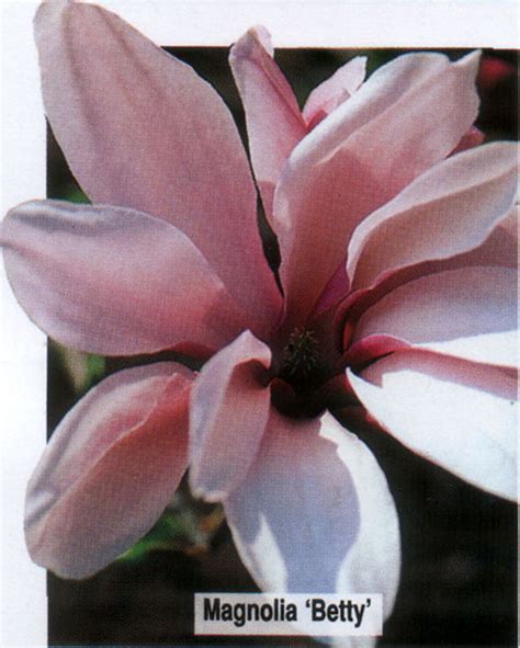 Магнолия Бетти (Magnolia Betty) - описание и фото растения