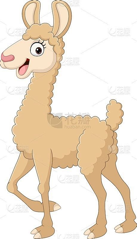 可爱的羊驼卡通在白色的背景