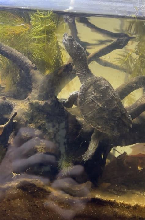 My Three Turtles Common Snapping Turtle Common Musk And Loggerhead Musk R Turtle