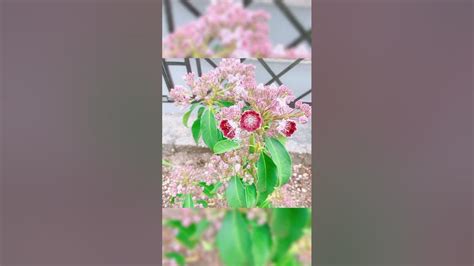 木村美樹 Youtube