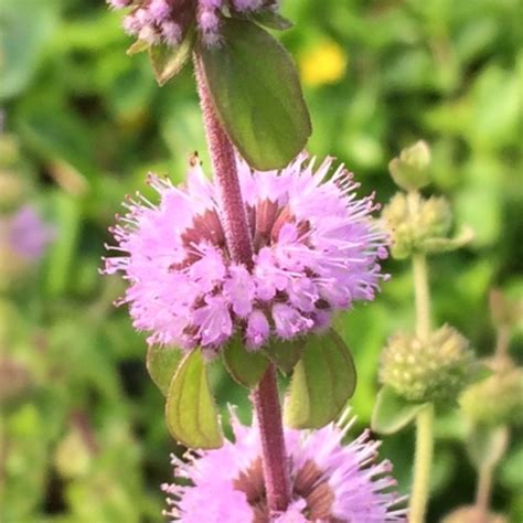 Pennyroyal Plant Mentha Pulegium Boston Seeds