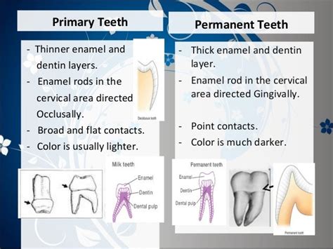 Difference Between Primary And Permanent Teeth
