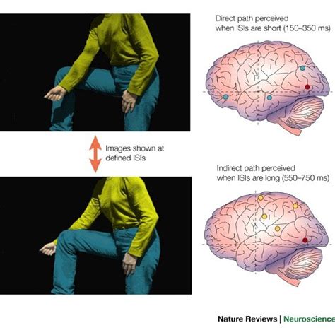 Brain Activation In Response To Biological Motionthe Top Panel Shows