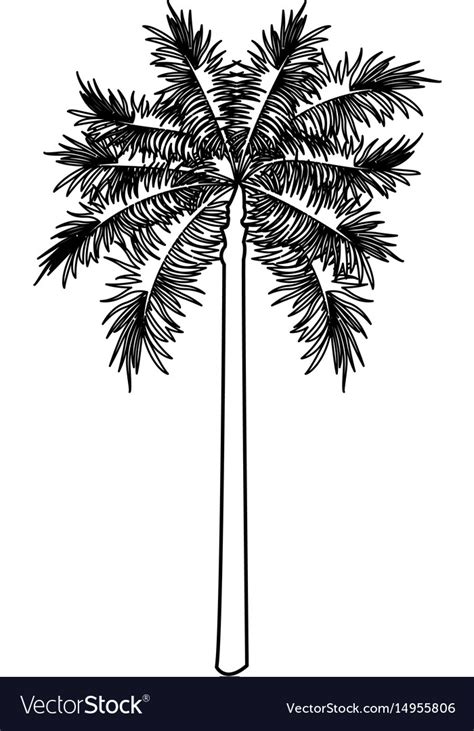 Palm Tree Trunk Drawing