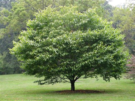 39 Small Trees Under 30 Feet For A Small Yard Or Garden Dengarden