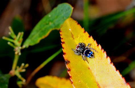 7 Stuart — Peacock Spider