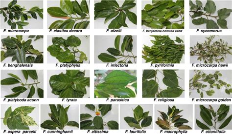Twenty One Ficus Species Used To Study The Genetic Diversity Through
