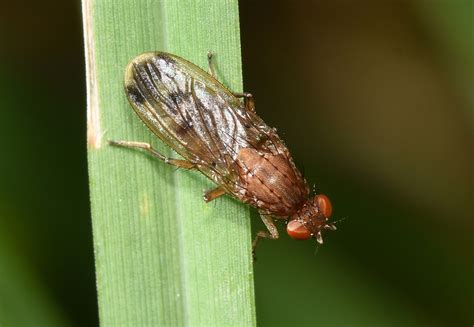 Spiny Winged Fly Unnamed 1 Friends Of Heene Cemetery
